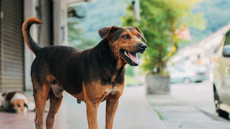 Por qué se celebra el Día Mundial del perro mestizo: cómo son