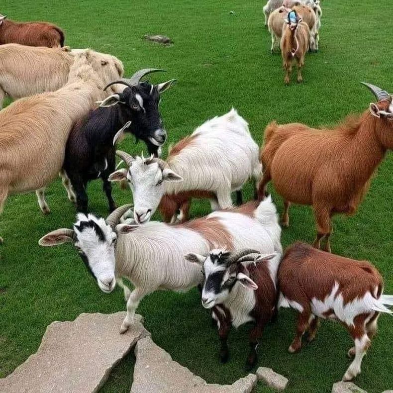 Desafío viral: ¿podés encontrar a Messi entre todas estas cabras?