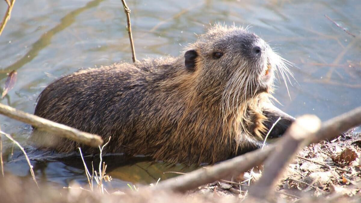 Un castor dejó sin internet ni señal de celular a 15 ciudades