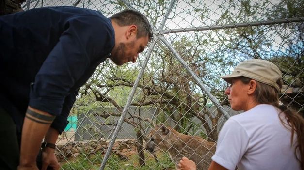 La historia de Kai Pacha, la mamá de 17 pumas rescatados en Córdoba