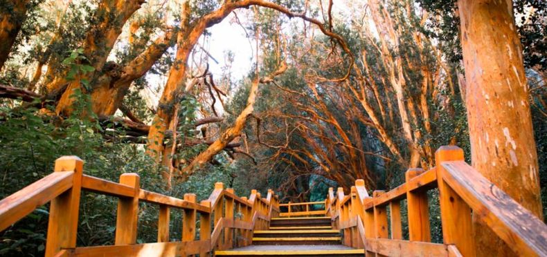 Turismo en Argentina: el impresionante bosque de arrayanes que tenés ...