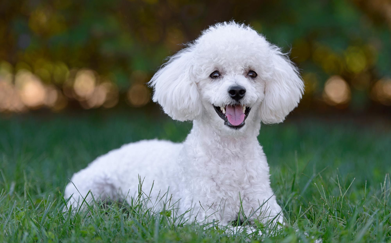 Cuántas veces al día debe comer tu perro y qué horario es el mejor para ...