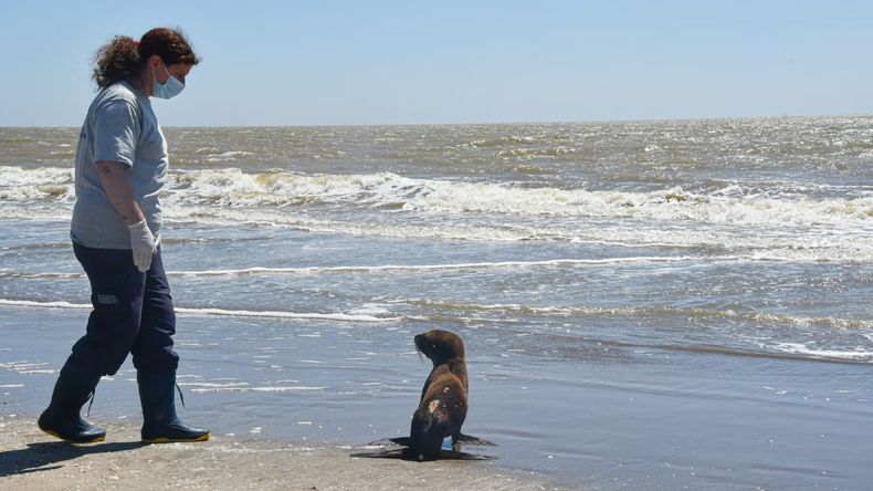 Video: la conmovedora vuelta al mar de tres pequeños lobos marinos en ...
