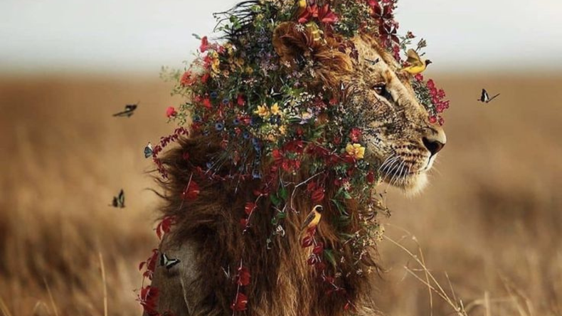 Cuál es el ritual del portal del León que se hace con arroz y sirve para atraer la abundancia