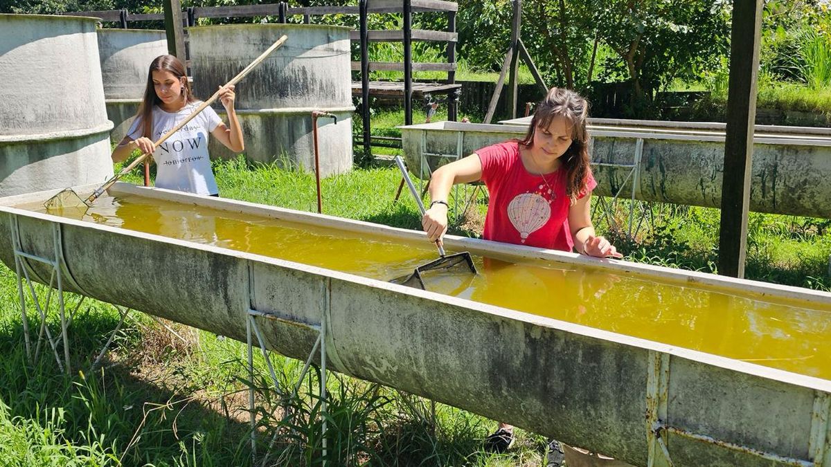 La UBA entrega gratuitamente peces que mantienen al mosquito del dengue alejado de piscinas y ...