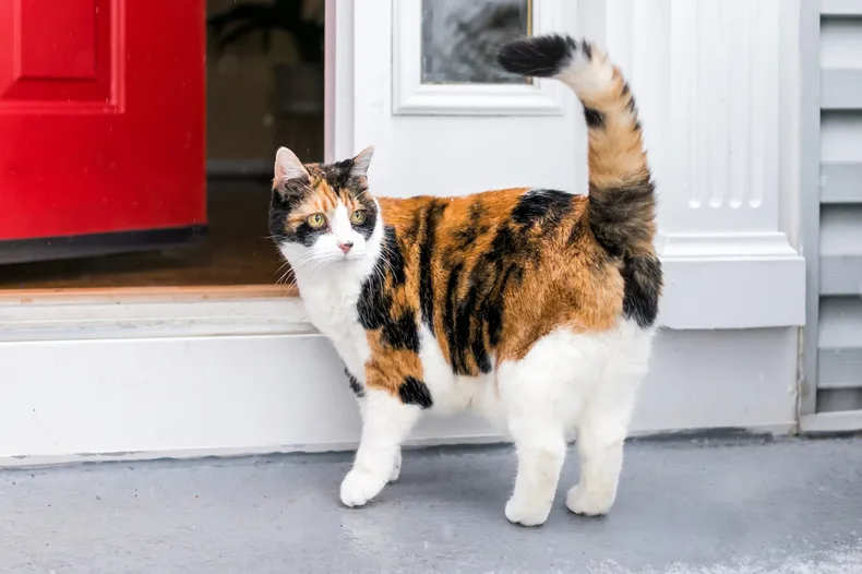 Cuáles son los gatos calicó y qué 2 detalles tiene para quienes los ...