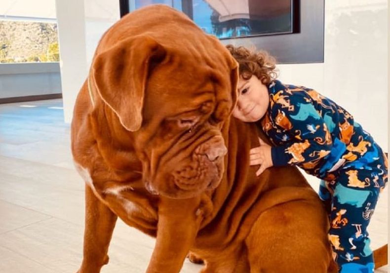 Una nueva foto de Hulk, el perro de Messi, revolucionó las redes sociales