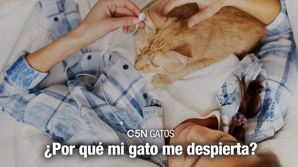 ¿Por qué mi gato me despierta? Algunas razones que tenés que saber y ...