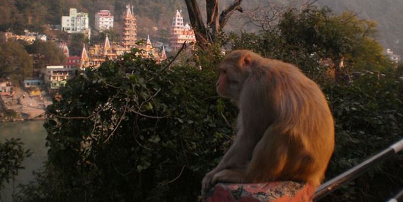 La nueva y exótica vida de Daisy May Queen en la India