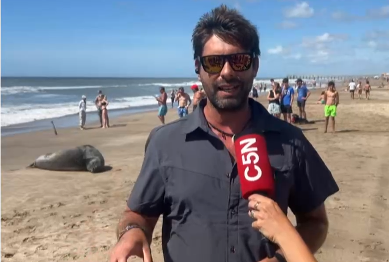 Apareció un elefante marino en Villa Gesell: qué hacer ante esta ...