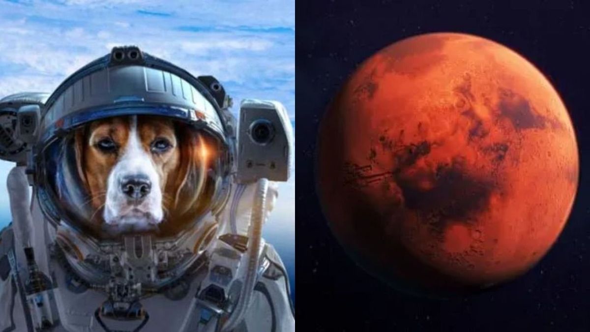 La NASA informó una nueva misión que enviará a un perro a Marte