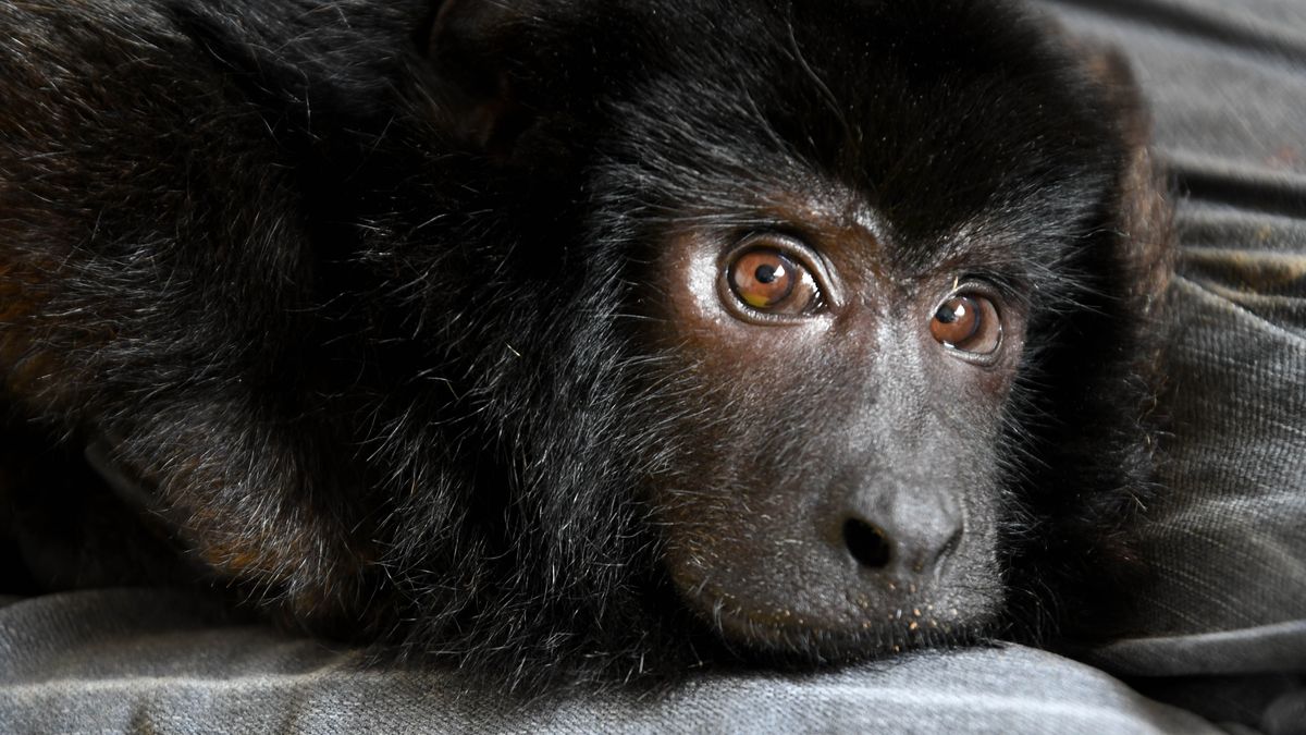 Cómo se encuentra Coco, el mono que fue rescatado en una casa de Belgrano