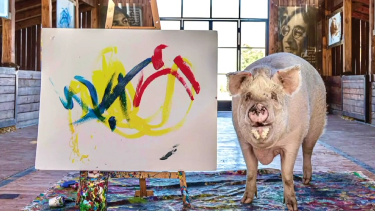 Pigcasso: el talentoso cerdo que pintó una obra de arte en solidaridad ...