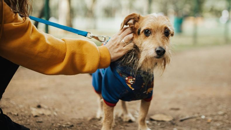 Cuáles son las razas de perros que más sufren el frío y qué hacer para ...
