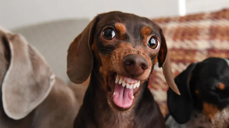 Un perro salchicha le arrancó parte de su rostro a una mujer y se lo ...