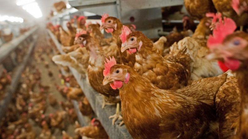 Alerta en Mar del Plata: más de 20 mil gallinas muertas por gripe aviar