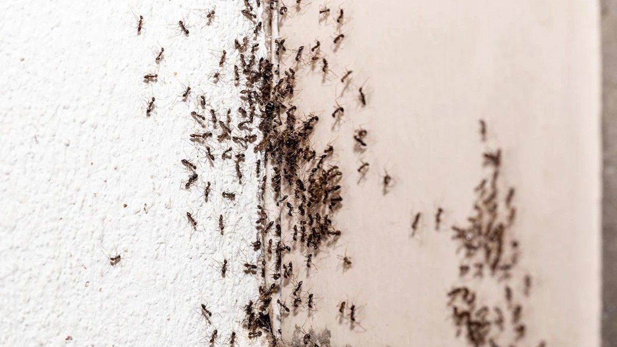 La formula definitiva para eliminar hormigas de tu casa para siempre