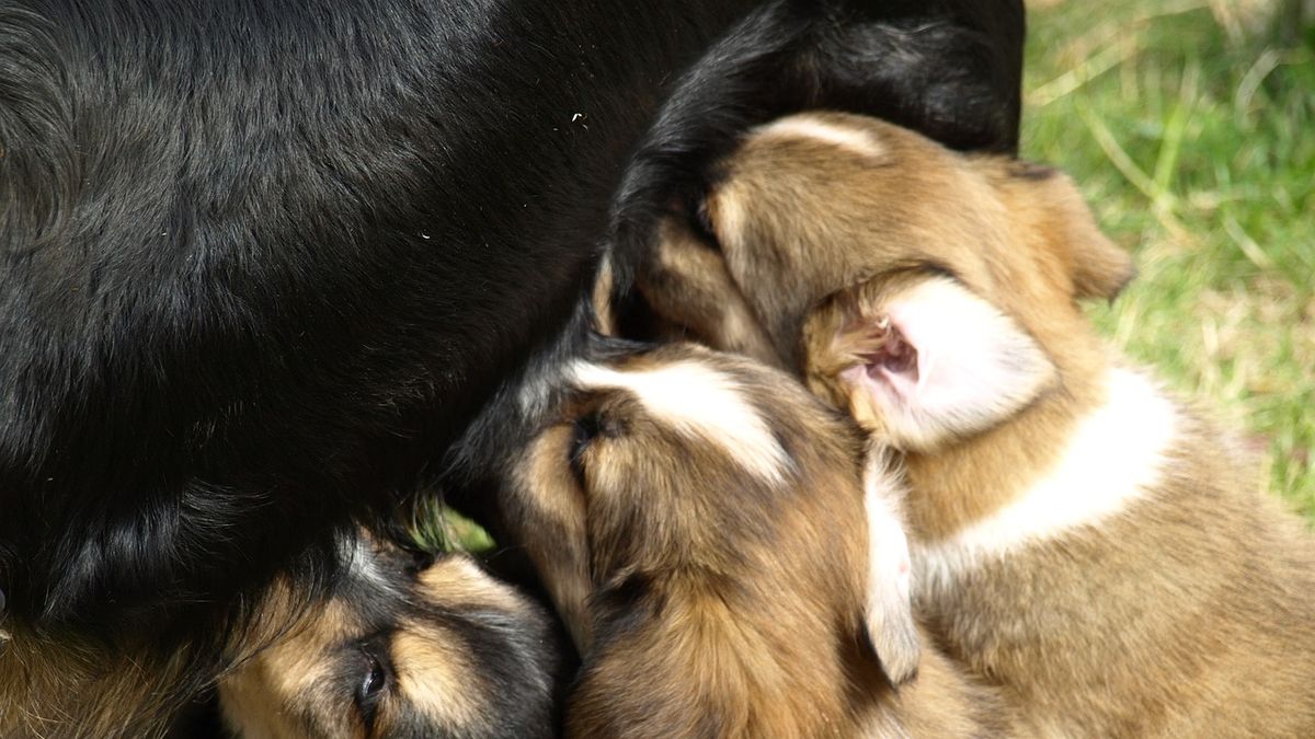 Cómo hacer leche materna para perros