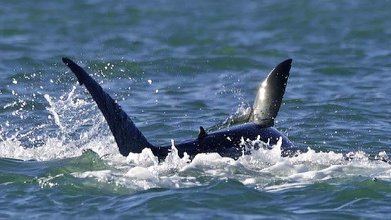 Video: el ataque en dos minutos de una orca solitaria a un tiburón ...