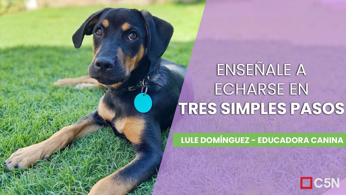 Perros: cómo enseñarle a tu mascota a echarse en tres simples pasos