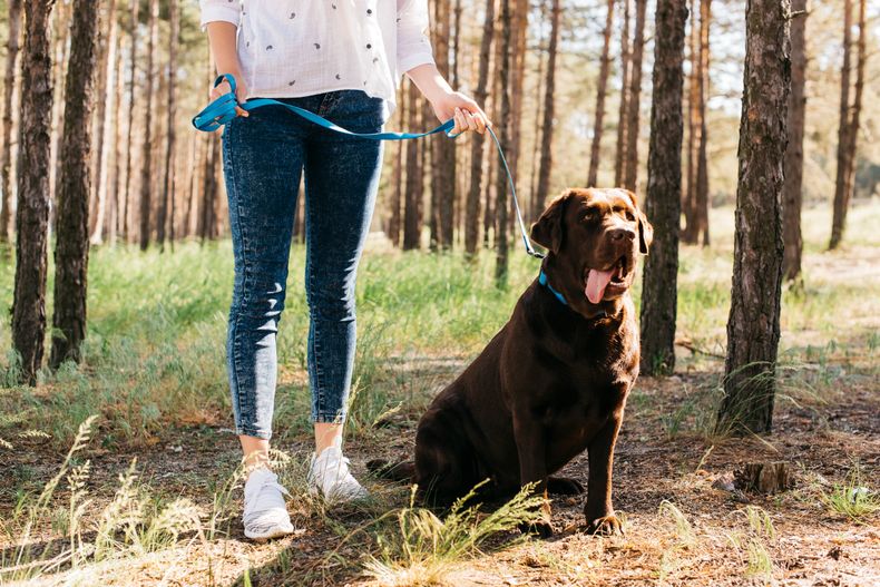 Este es el mejor momento del día para pasear al perro, según veterinarios
