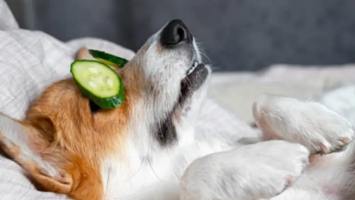 Día del Perro: las mejores propuestas para agasajar a tu mascota