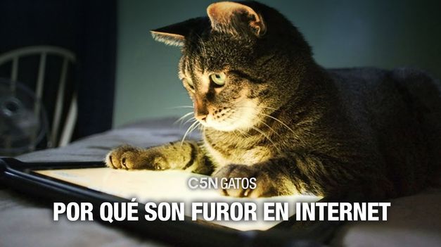 Gatos: por qué son furor en Internet