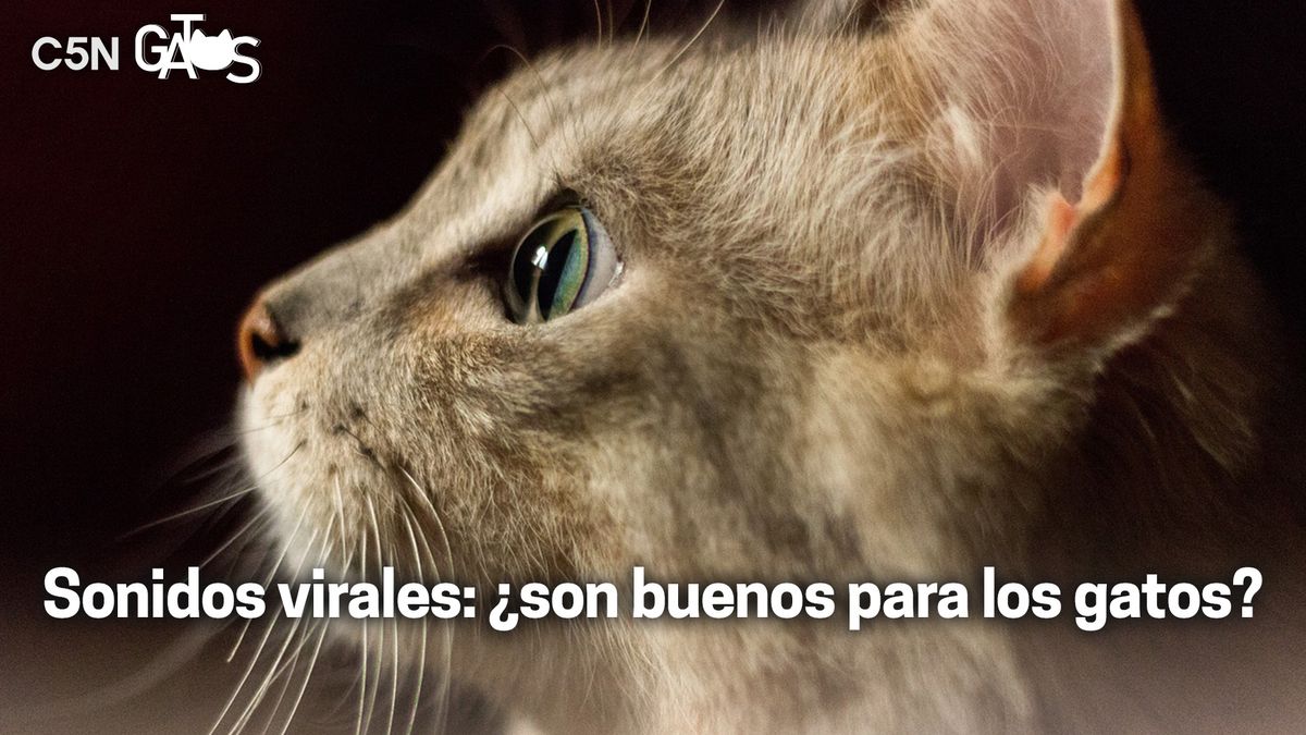 ¿Son buenos los sonidos virales para que tu gato se acerque?