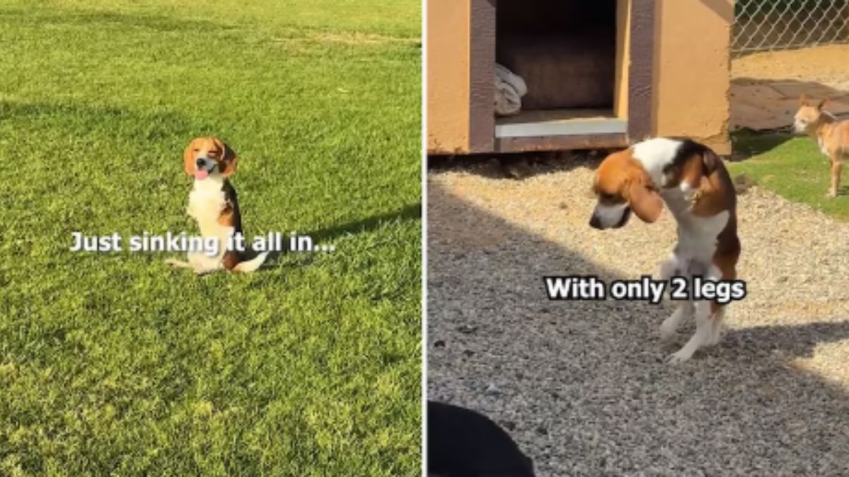 El conmovedor video de un perro sin patas que conquistó los corazones ...