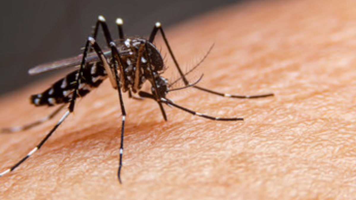 Alerta por dengue: cómo afecta el virus a los más chicos y cómo prevenirlo