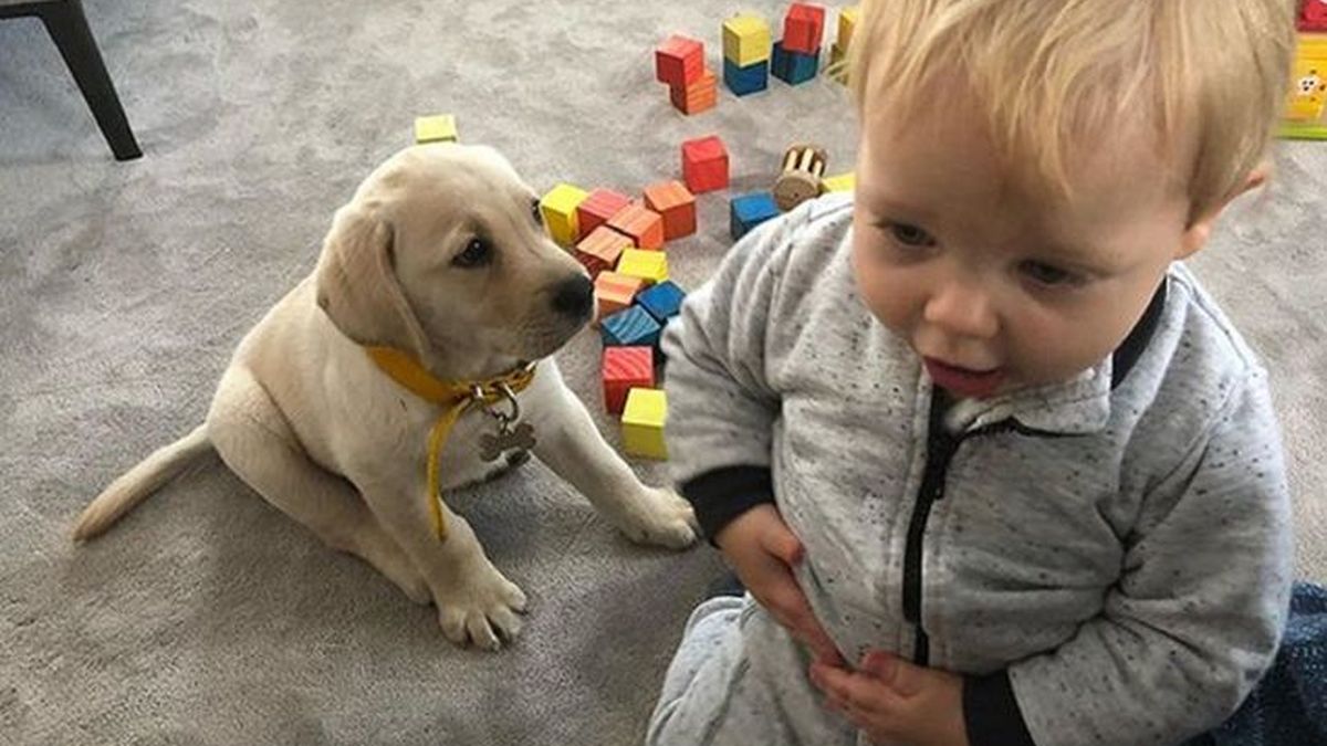 La nueva estrella de las redes: Bailey, el perro de Mirko