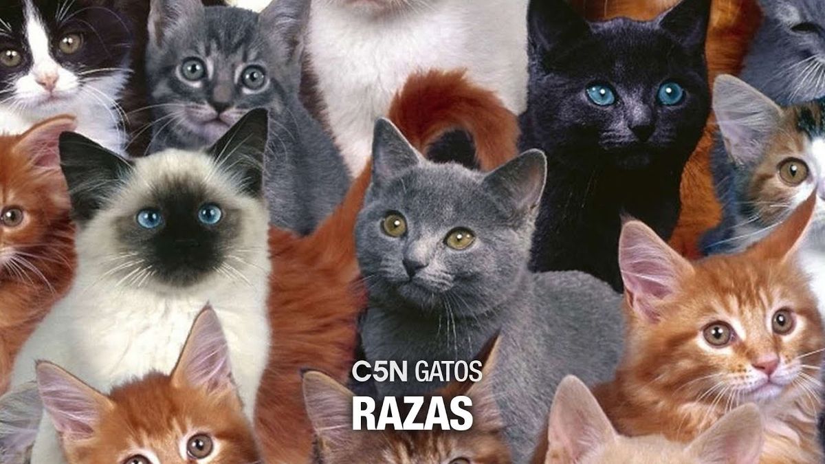 Gatos: ¿qué razas existen y cómo diferenciarlas?