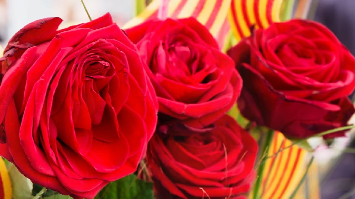 Comienza abril: qué día tenés que regalar una rosa según una tradición ...