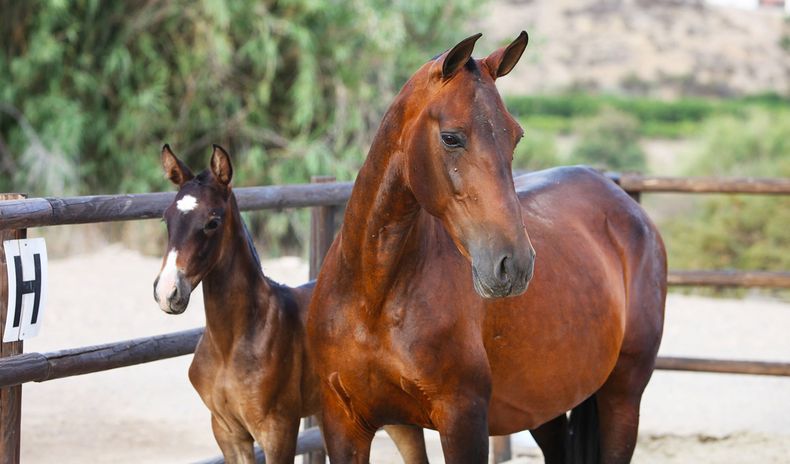 Qué significa soñar con una yegua