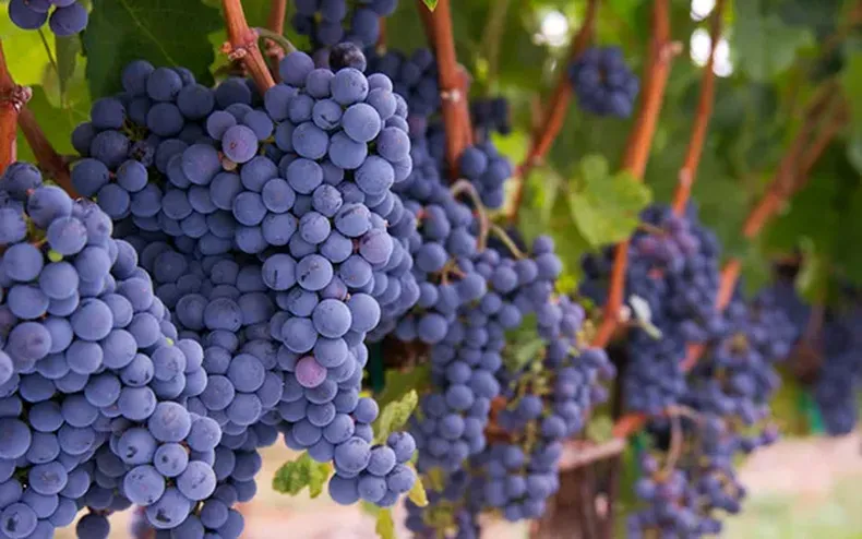 Por qué se festeja el día internacional del merlot en noviembre y qué ...