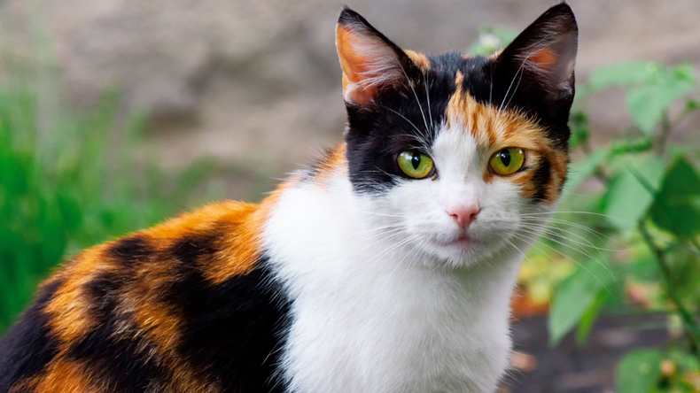 Cuáles son los gatos calicó y qué 2 detalles tiene para quienes los ...