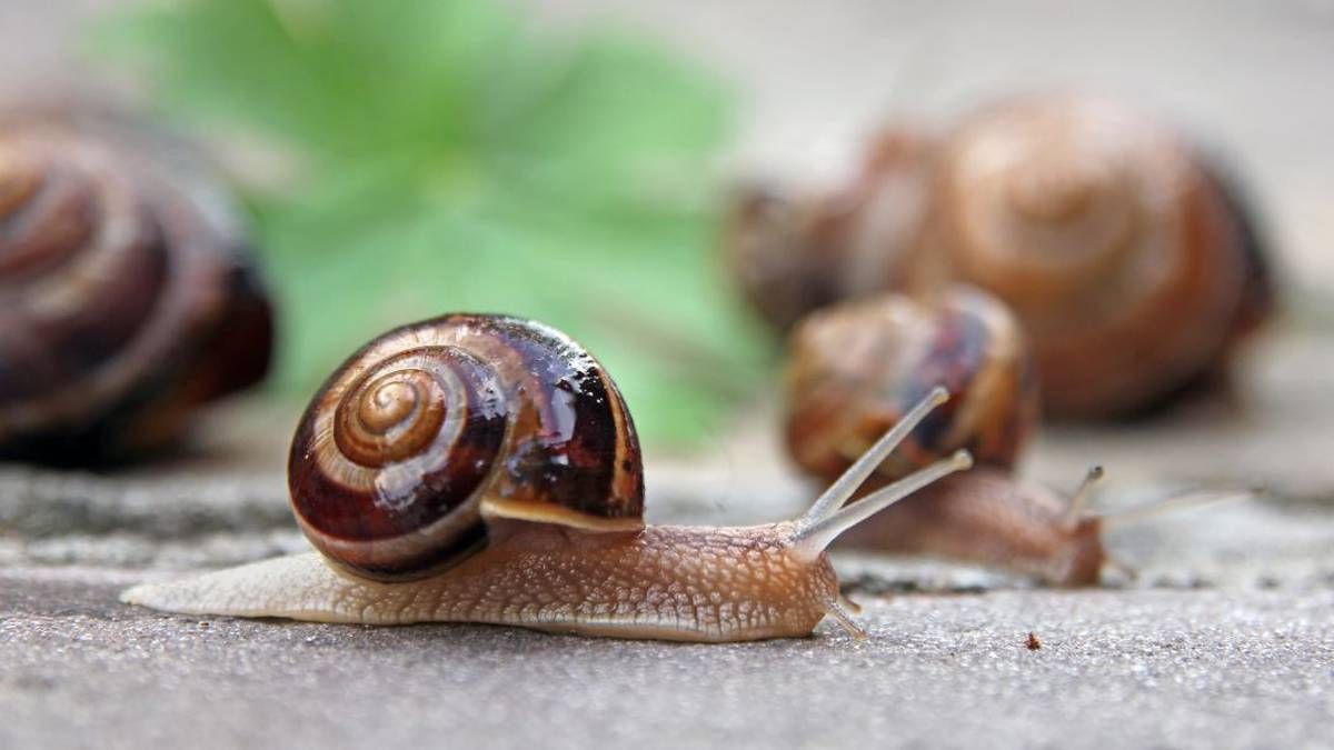 Qué quiere decir que aparezcan caracoles en tu casa