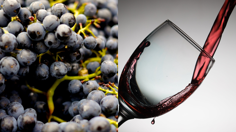 Cuáles son los mejores vinos del 2023 que no podés dejar de probar este año