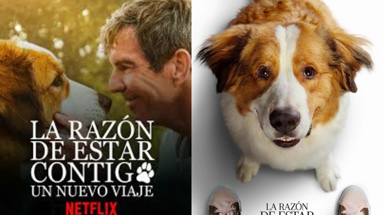 Cuál es la trama de La razón de estar contigo: Un nuevo viaje, la emotiva película que es ...