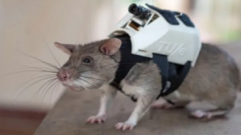 Las ratas heroicas del terremoto en Turquía y Siria: ayudan en los rescates