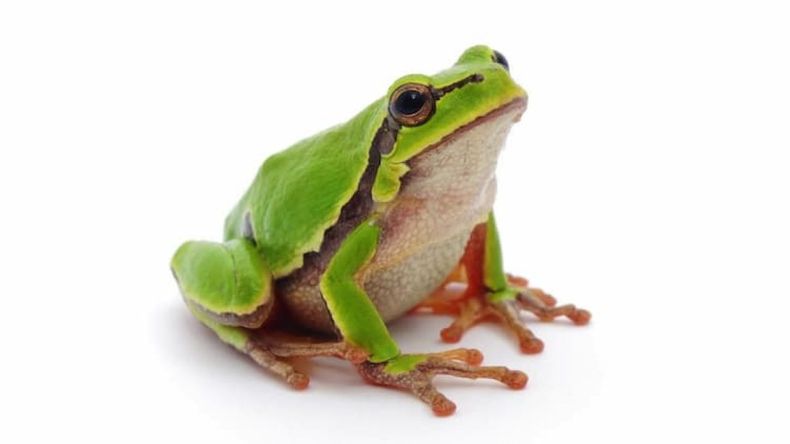 Qué significa que aparezcan ranas en tu casa