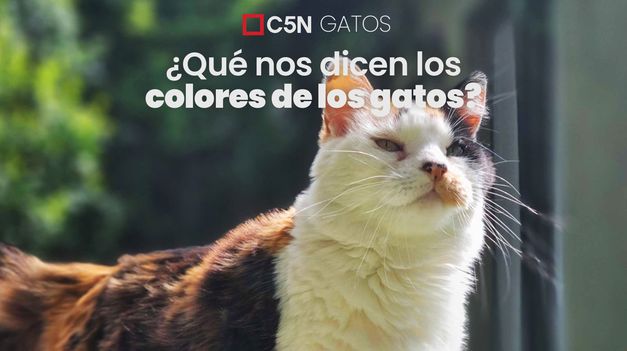 ¿Qué nos dicen los colores de los gatos?