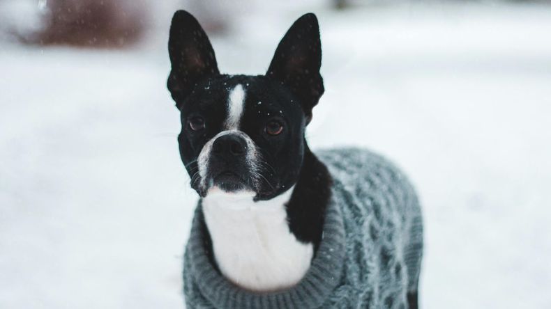 Lo dicen los expertos: en qué lugar deben dormir los perros para no ...