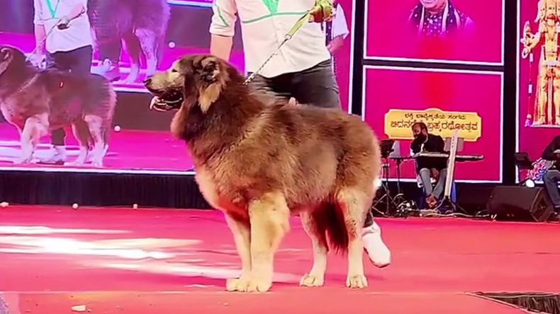 Qué raza de perro es la más cara del mundo y cuánto cuesta