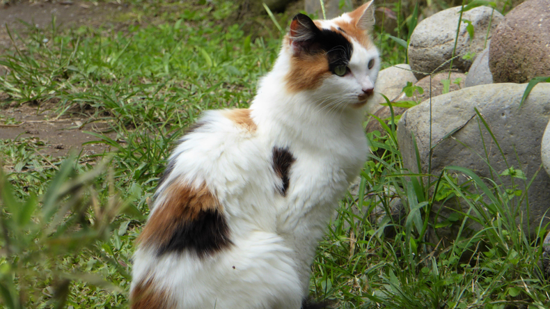 Cuáles son los gatos calicó y qué 2 detalles tiene para quienes los ...