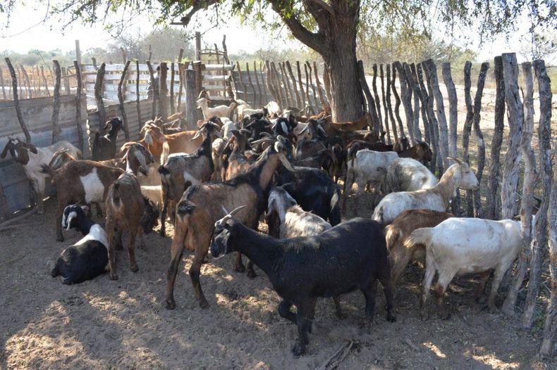 La producción caprina gana terreno en el país
