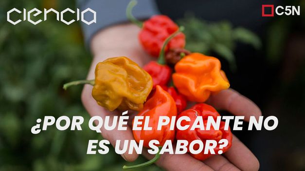 Ciencia: por qué el picante es un dolor y no un sabor