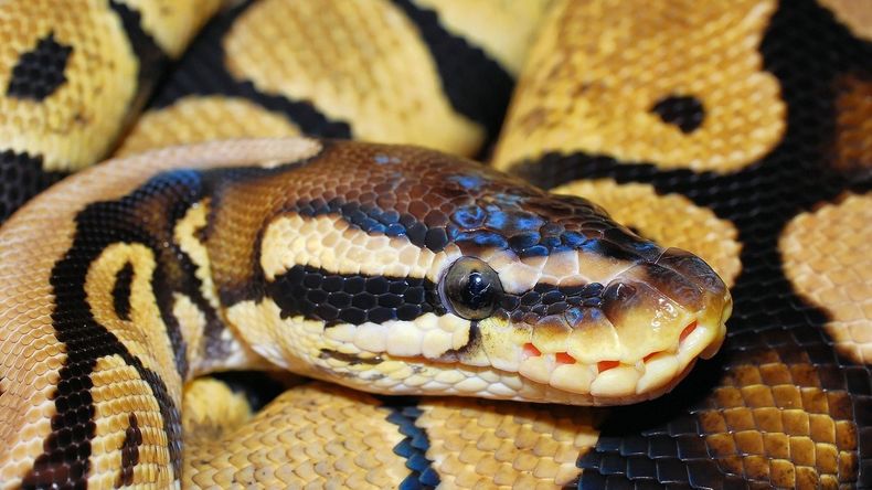 Impactante: una serpiente pitón de 6 metros se tragó a una mujer en ...