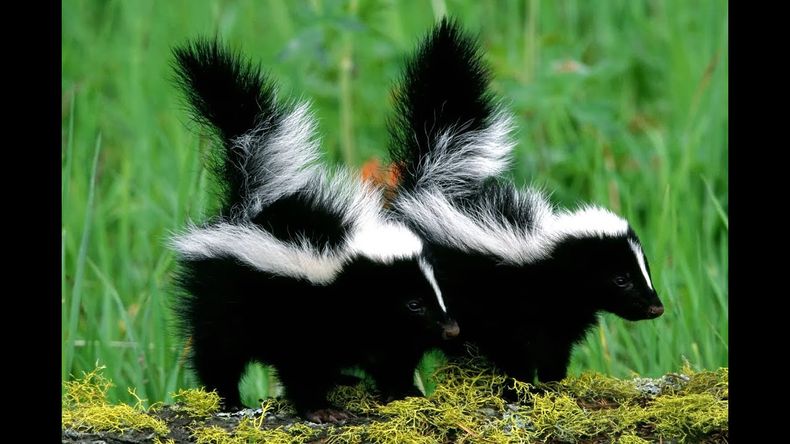 Qué significa soñar con un zorrillo