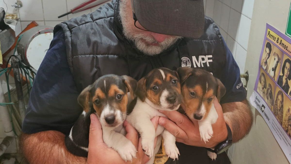 Clausuraron un criadero ilegal de perros Jack Russell en Villa Crespo